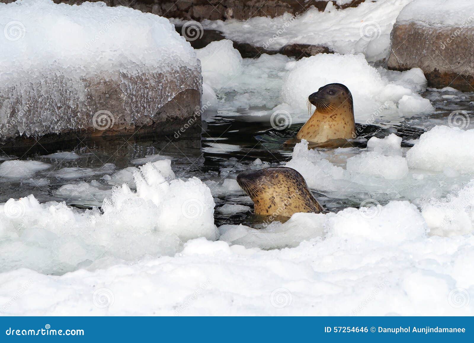 Seals in the Ice Pool stock photo. Image of cold, seals - 57254646