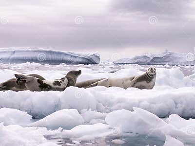 Seals and Icebergs stock photo. Image of cloudy, pole - 2537338