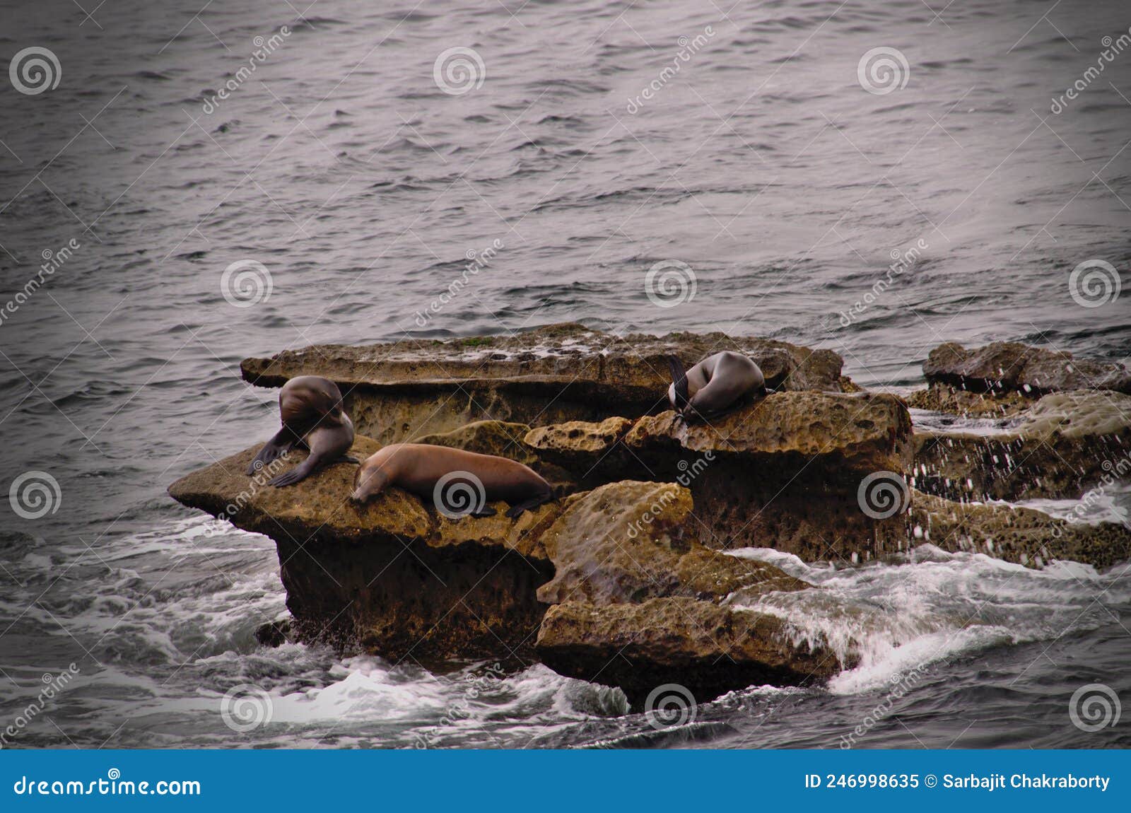 Seals Laying Down on the Rocky Island Stock Image - Image of shore ...