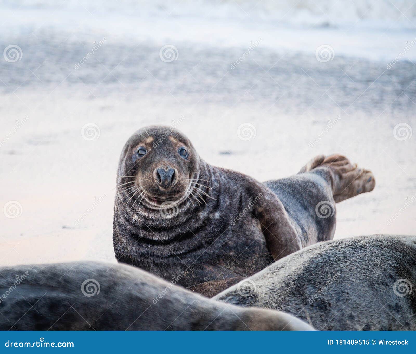 Seals Lying Down on the Sand of the Beach Stock Image - Image of marine ...