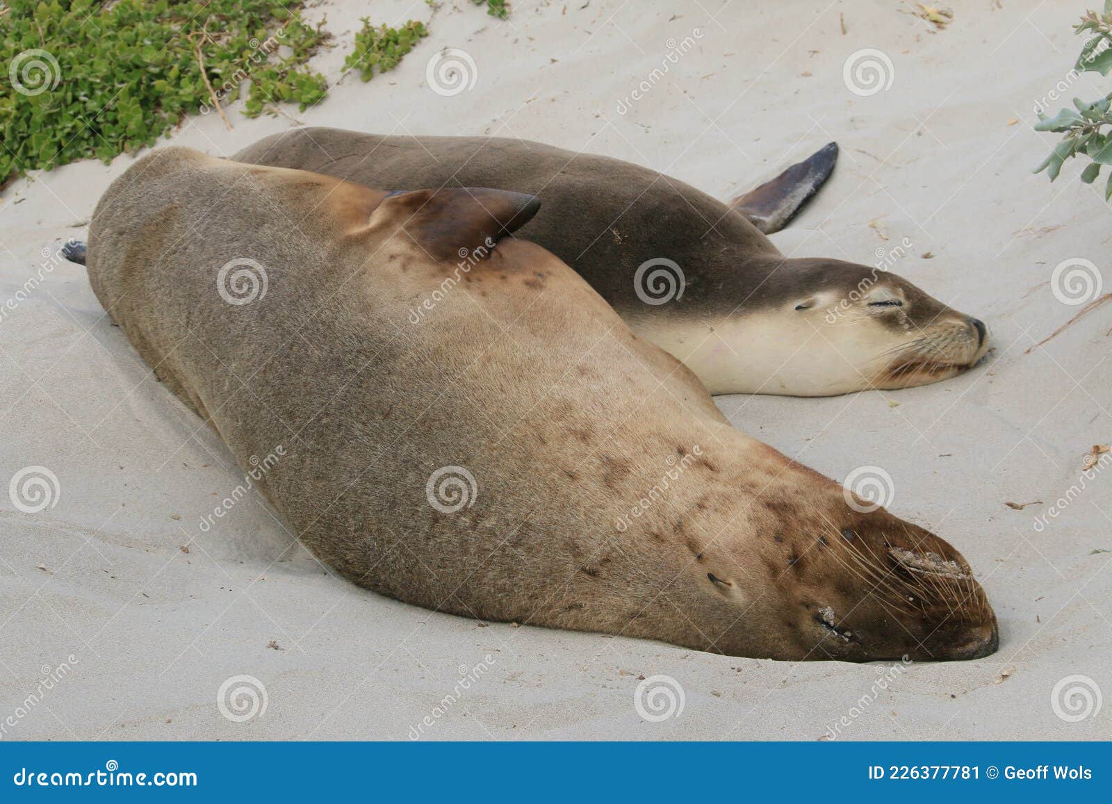 Seals Lying in the Sand at the Beach on Kangaroo Island Stock Image ...