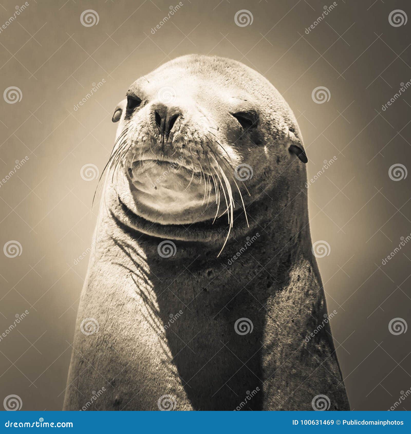 Seals, Mammal, Fauna, Harbor Seal Picture. Image: 100631469