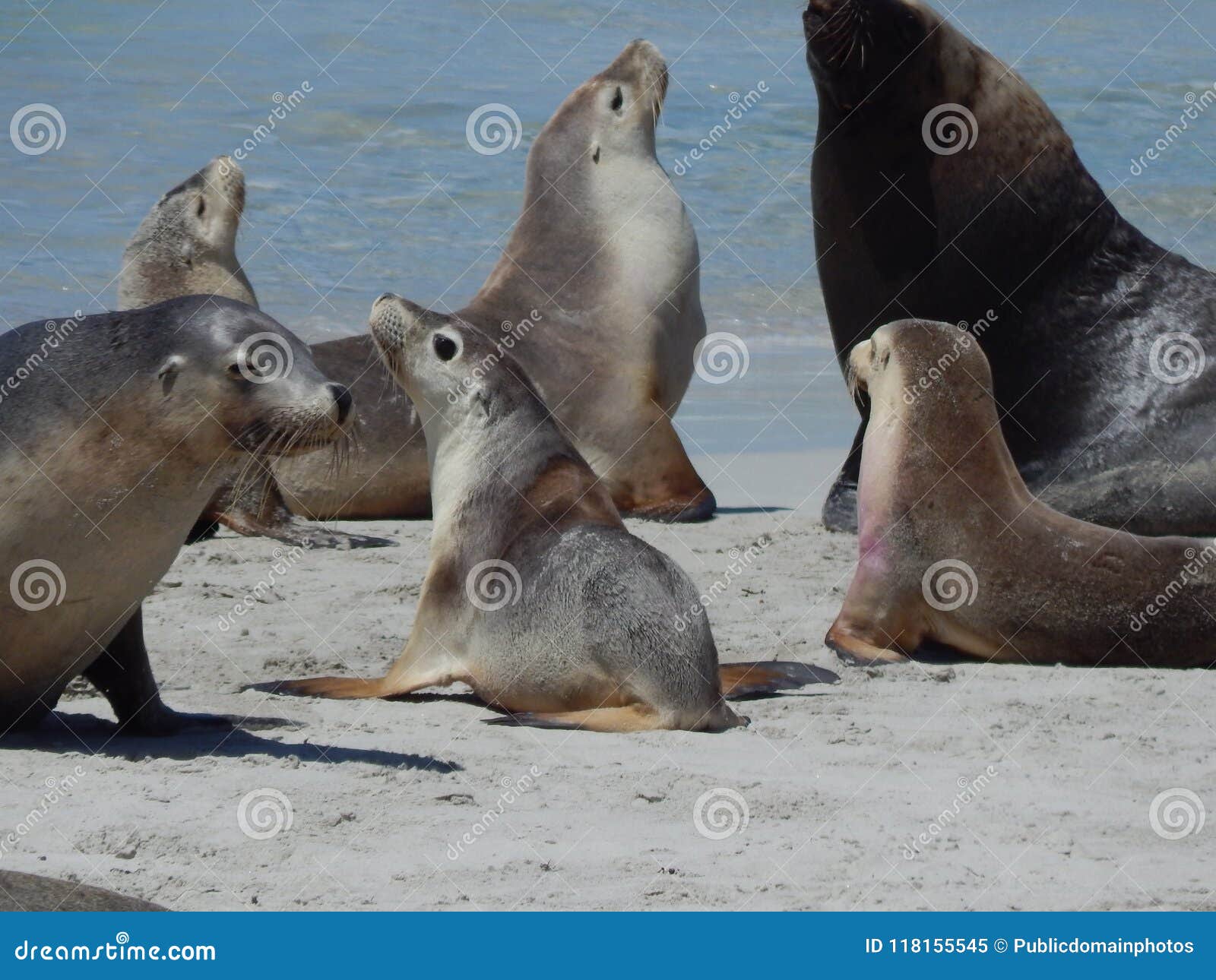 Seals, Mammal, Fauna, Marine Mammal Picture. Image: 118155545