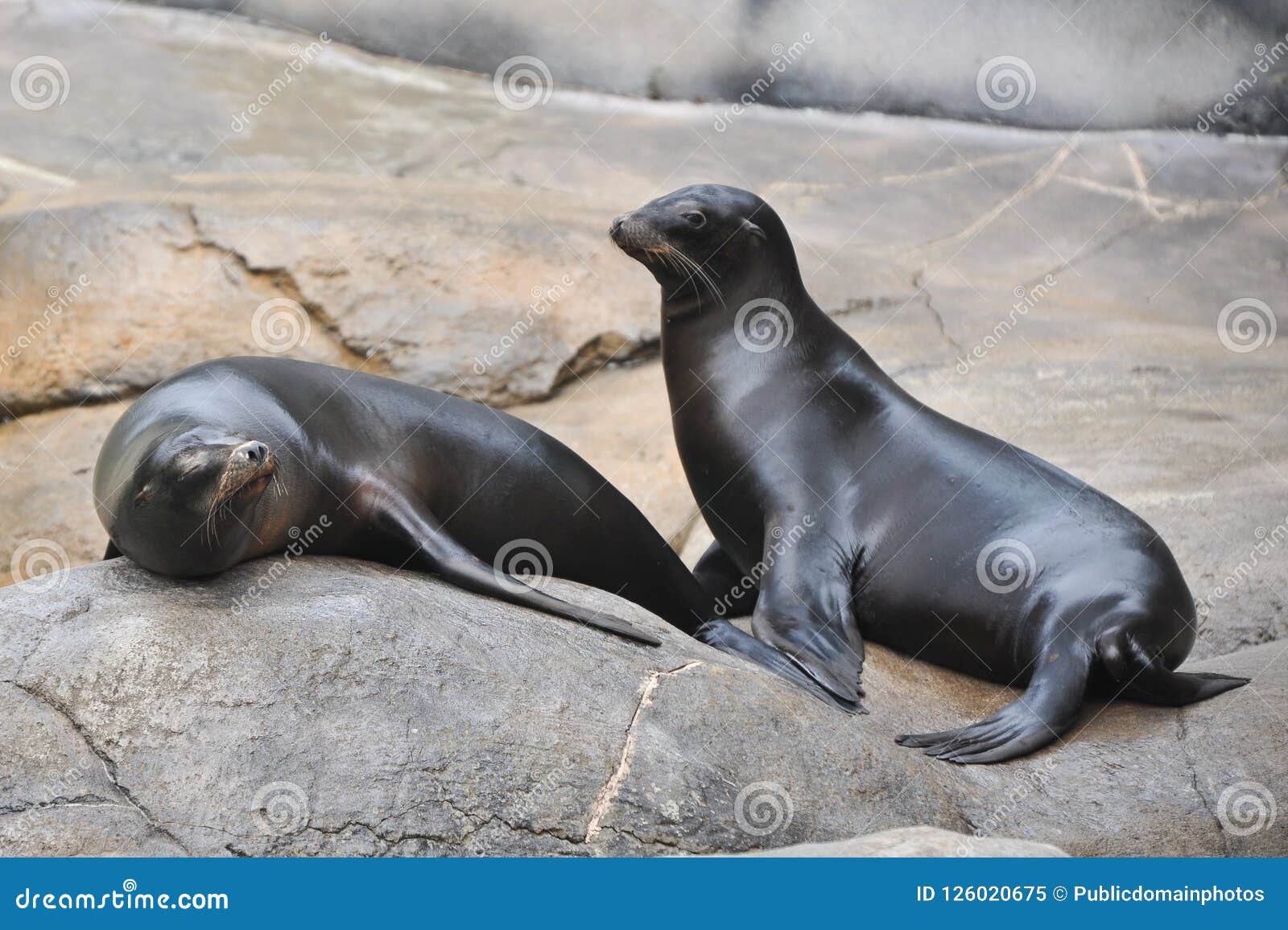 Seals, Mammal, Fauna, Marine Mammal Picture. Image: 126020675