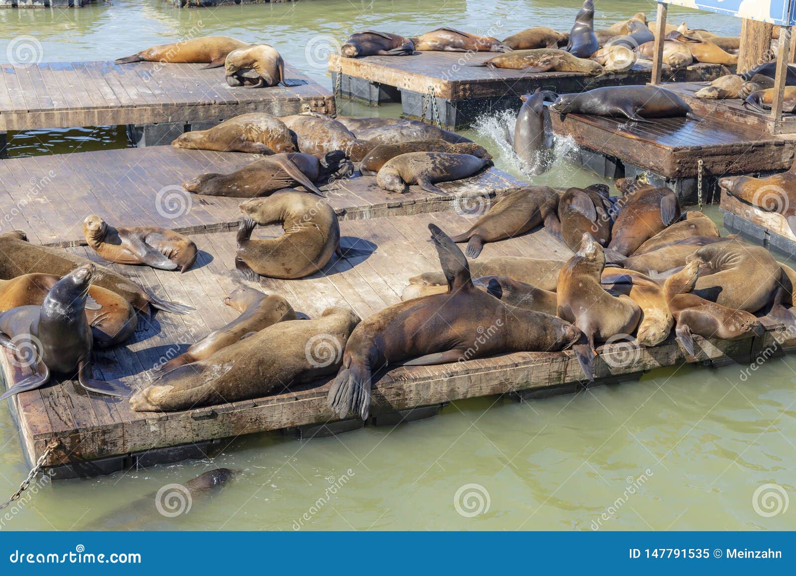 Seals in the Pier of San Francisco Stock Image - Image of relaxing ...