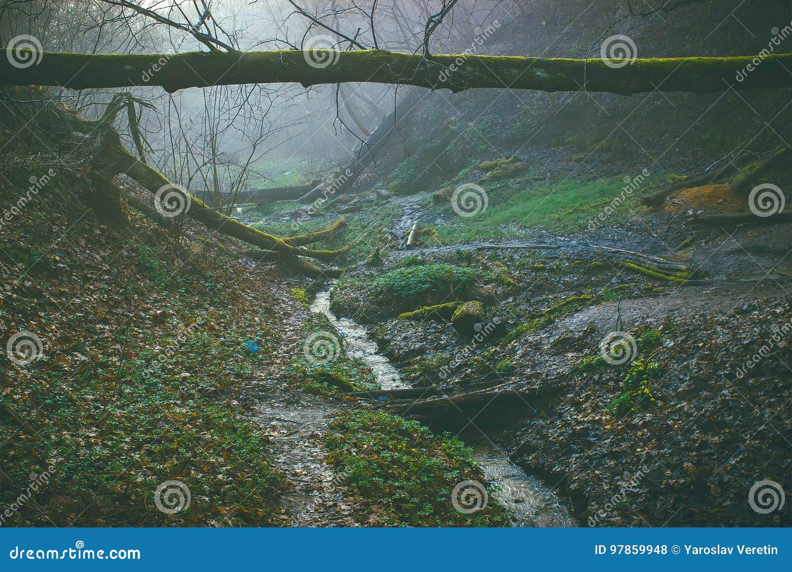 Seals Plant on the Trees Near Rural Path Stock Photo - Image of fresh ...