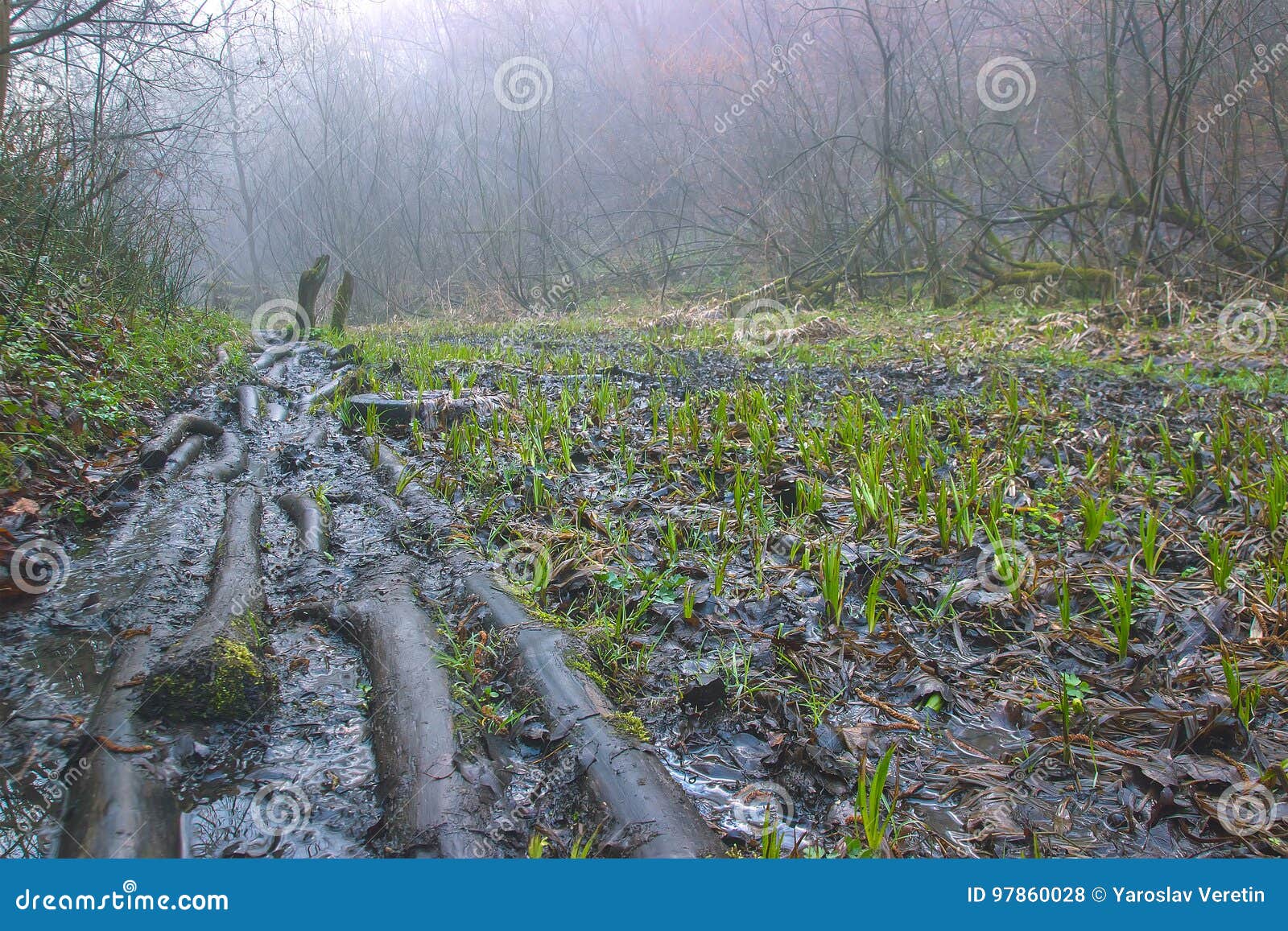 Seals Plant on the Trees Near Rural Path Stock Photo - Image of nature ...