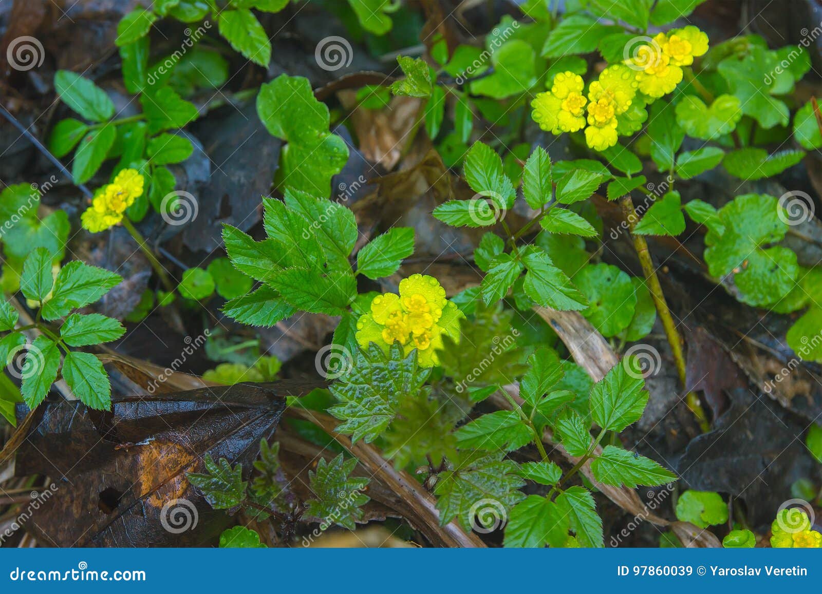 Seals Plant on the Trees Near Rural Path Stock Image - Image of ...