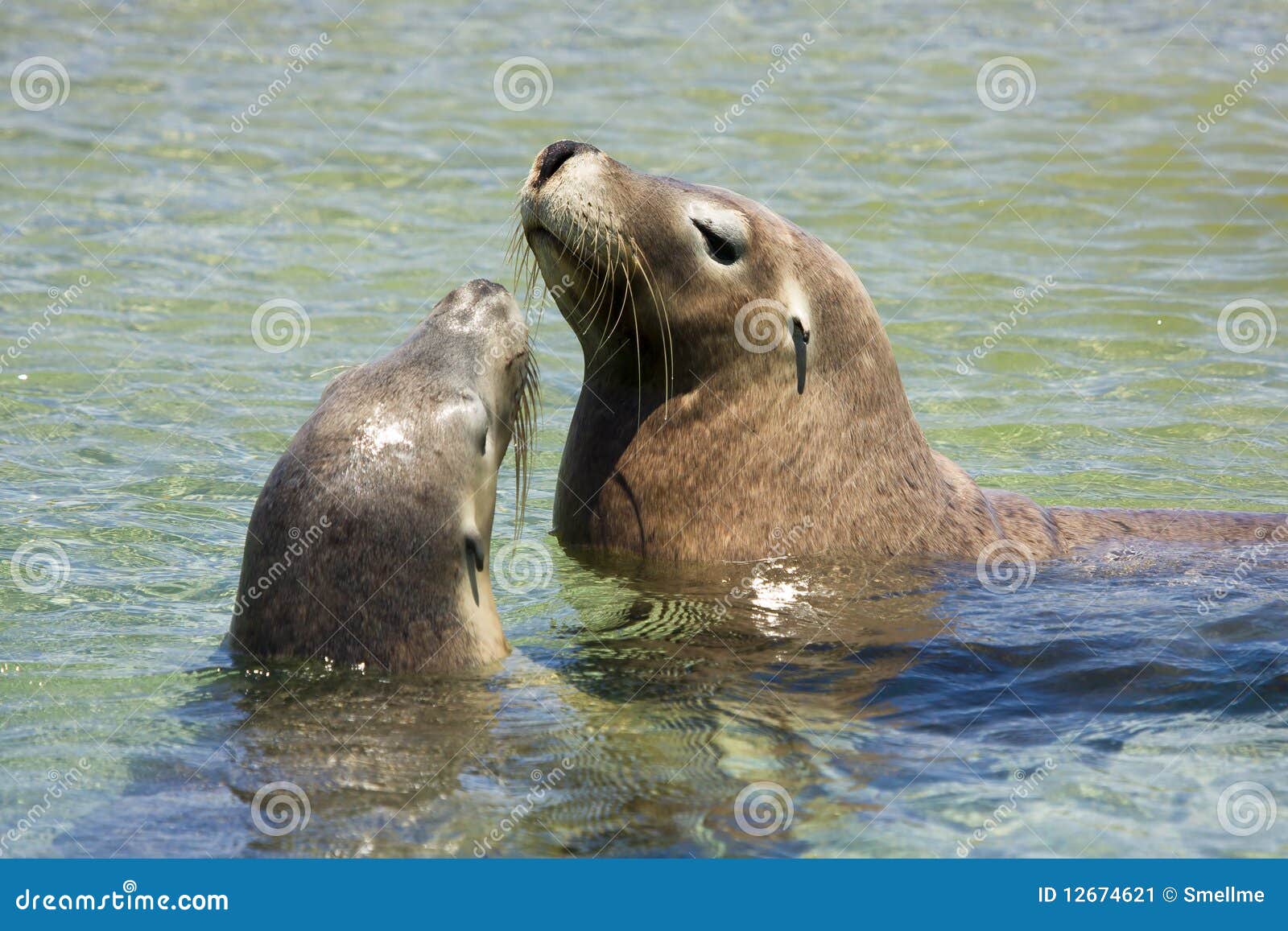 Seals playing stock image. Image of marine, endangered - 12674621