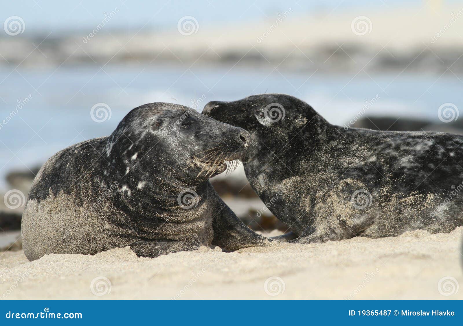 Seals playing stock image. Image of sweet, cute, game - 19365487