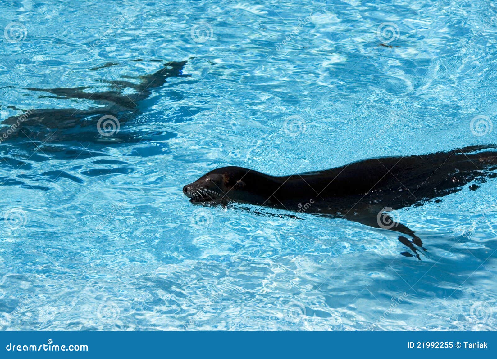 Seals in the pool stock image. Image of mountains, freezing - 21992255