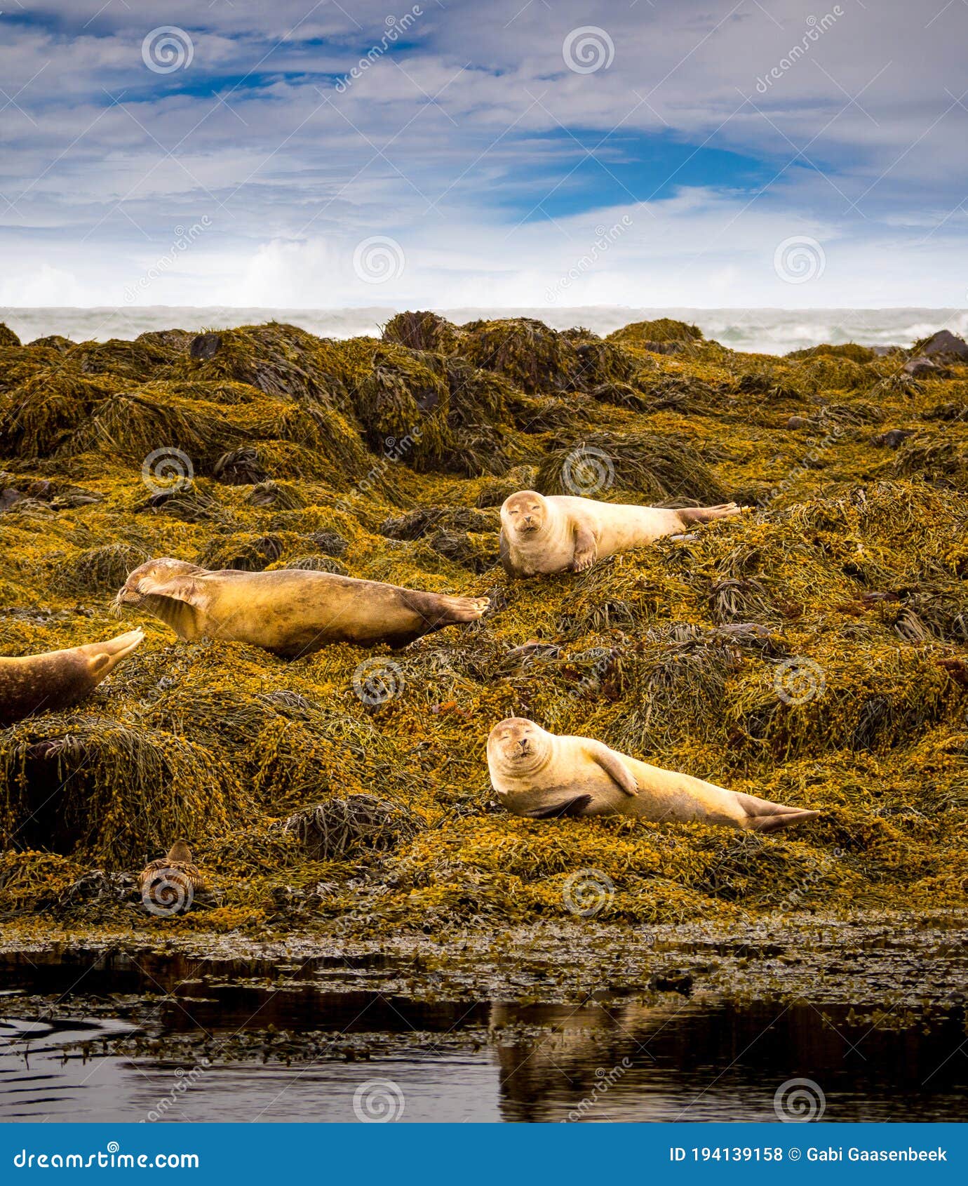 Seals Relaxing on the Icelandic Beach Stock Photo - Image of lava ...