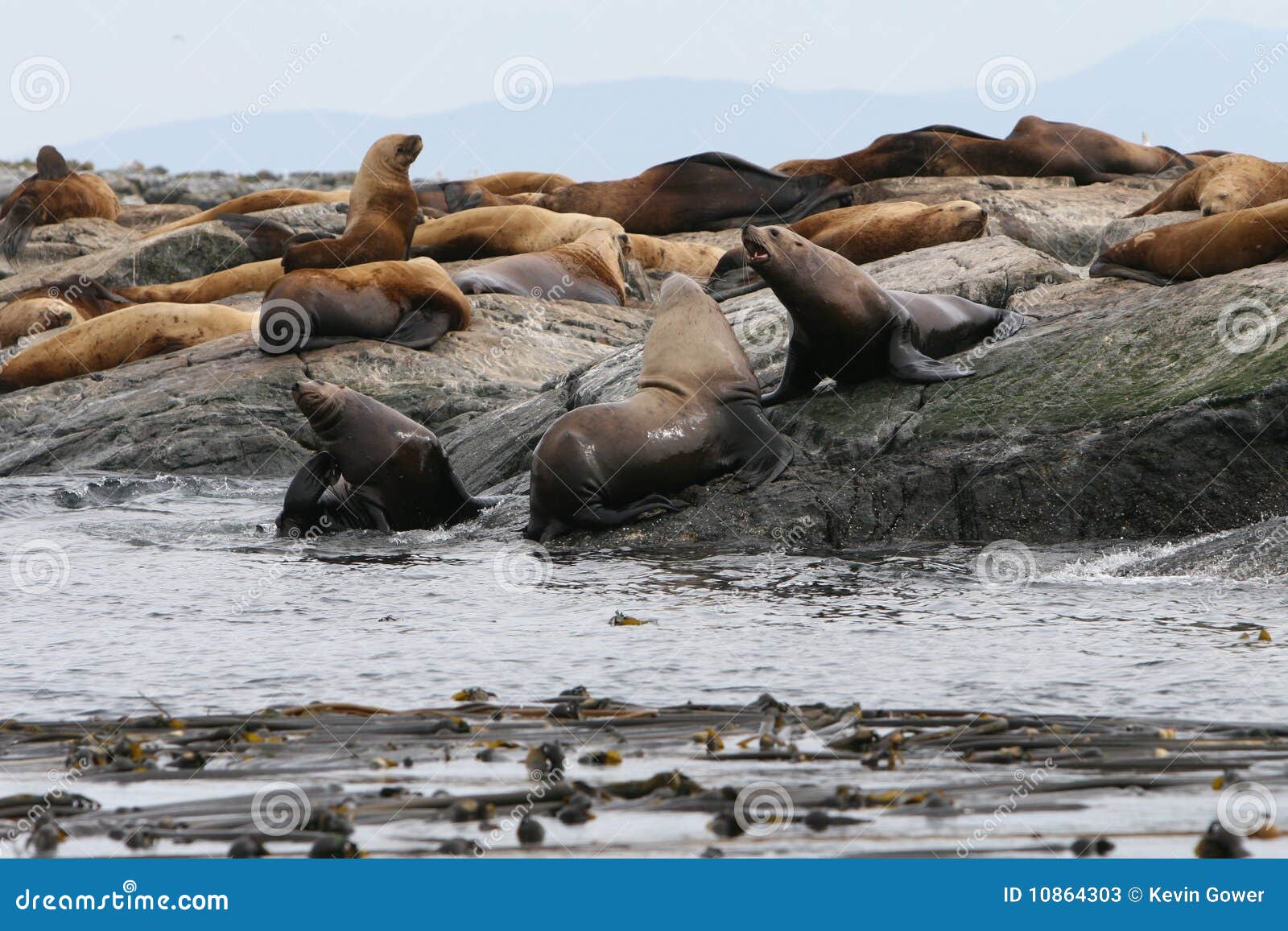 Seals on a rock stock image. Image of breath, british - 10864303