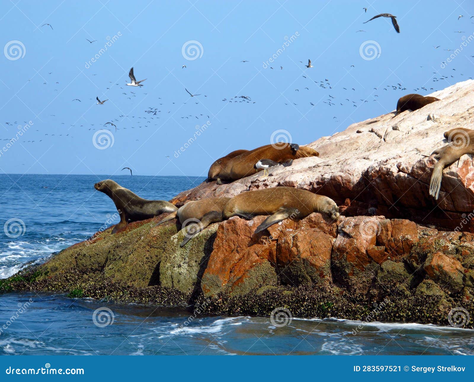 Seals on Rocks in the Pacific Ocean, Paracas, Peru Stock Image - Image ...
