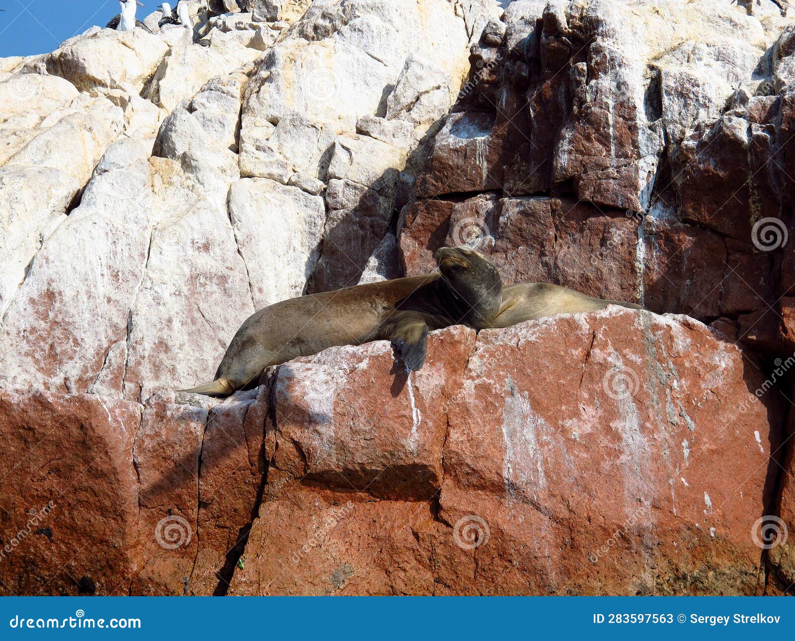Seals on Rocks in the Pacific Ocean, Paracas, Peru Stock Image - Image ...