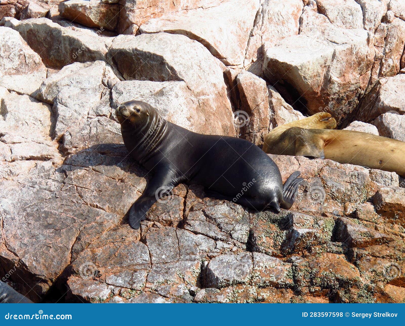 Seals on Rocks in the Pacific Ocean, Paracas, Peru Stock Photo - Image ...
