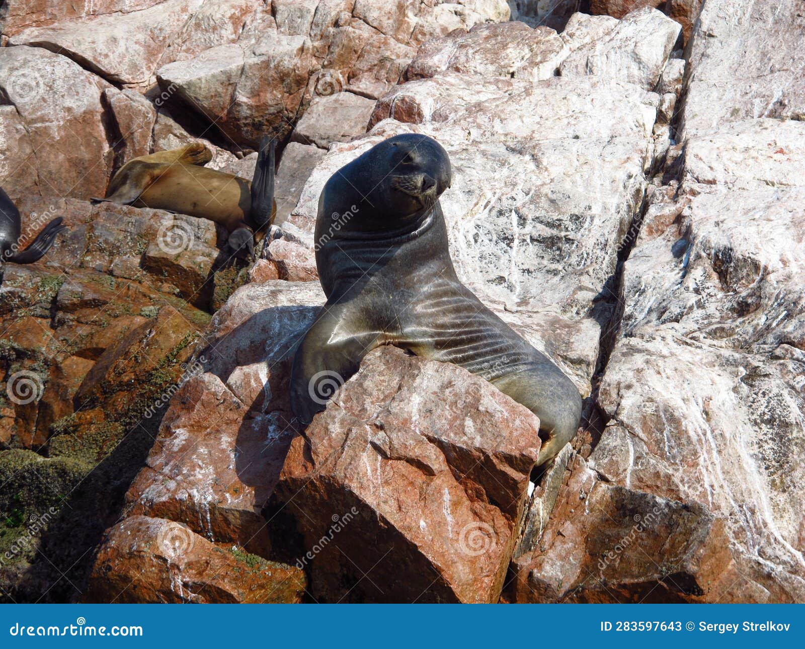 Seals on Rocks in the Pacific Ocean, Paracas, Peru Stock Image - Image ...