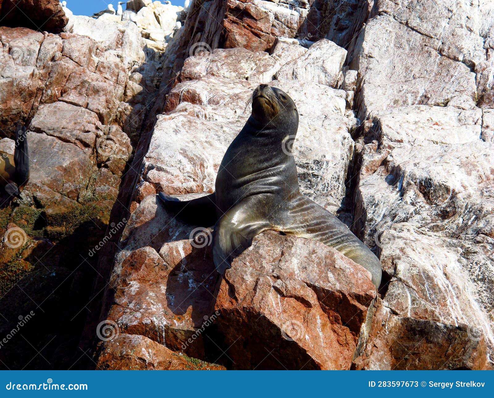 Seals on Rocks in the Pacific Ocean, Paracas, Peru Stock Image - Image ...