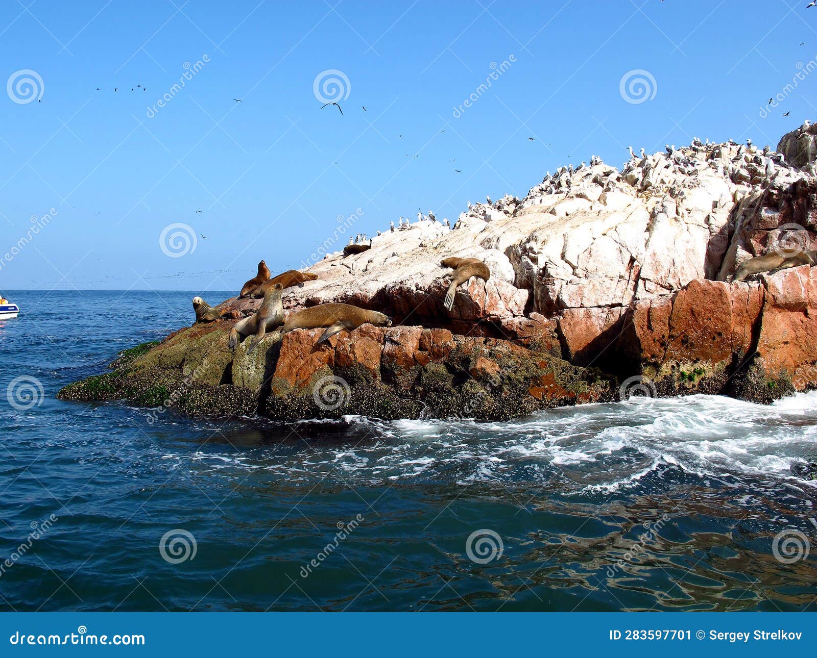 Seals on Rocks in the Pacific Ocean, Paracas, Peru Stock Image - Image ...