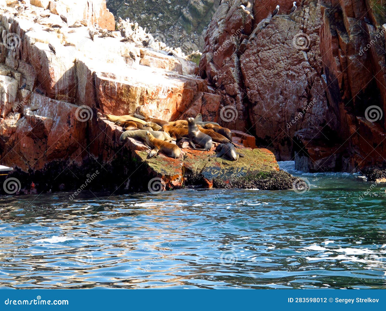 Seals on Rocks in the Pacific Ocean, Paracas, Peru Stock Photo - Image ...