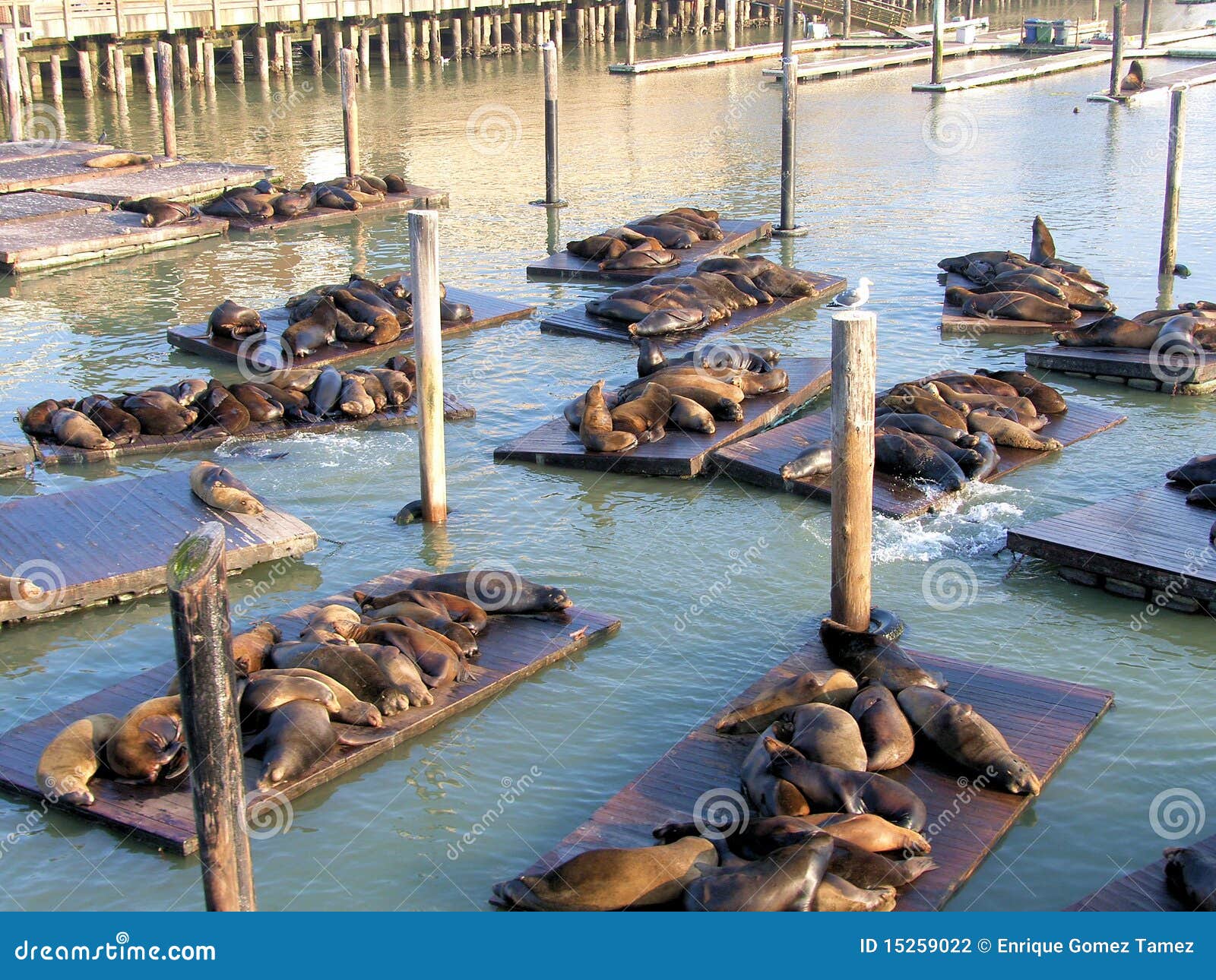 Seals at San Francisco stock photo. Image of resting - 15259022