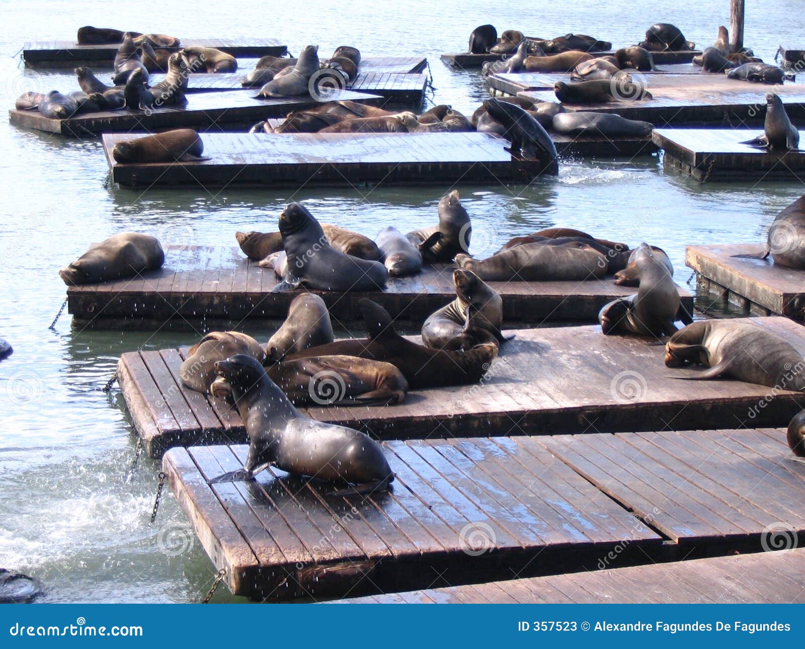Seals - San Francisco stock image. Image of fishermans - 357523