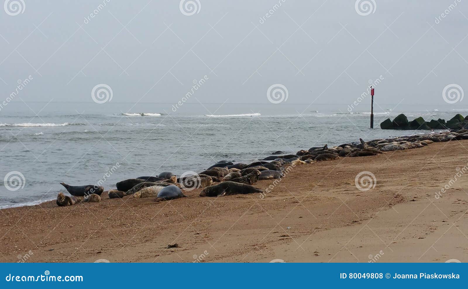Seals stock photo. Image of norfolk, waves, nature, seals - 80049808