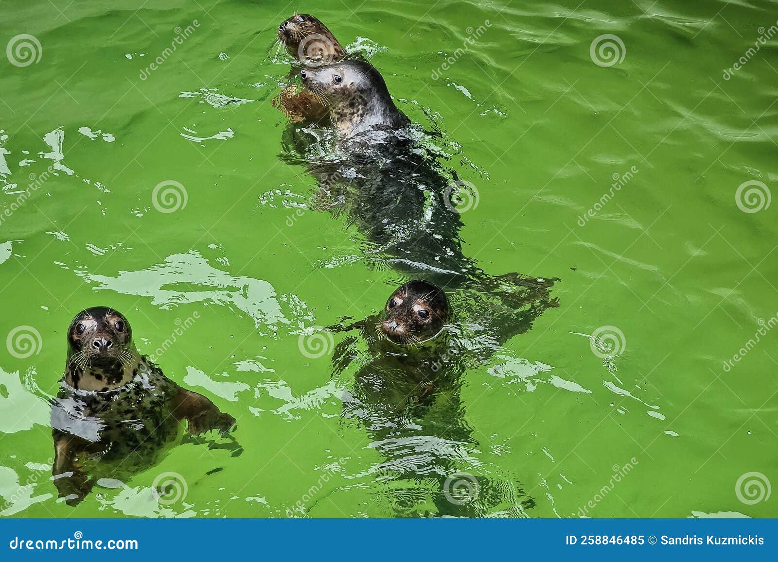Seals Swim in the Pool with Green Water Stock Image - Image of seal ...