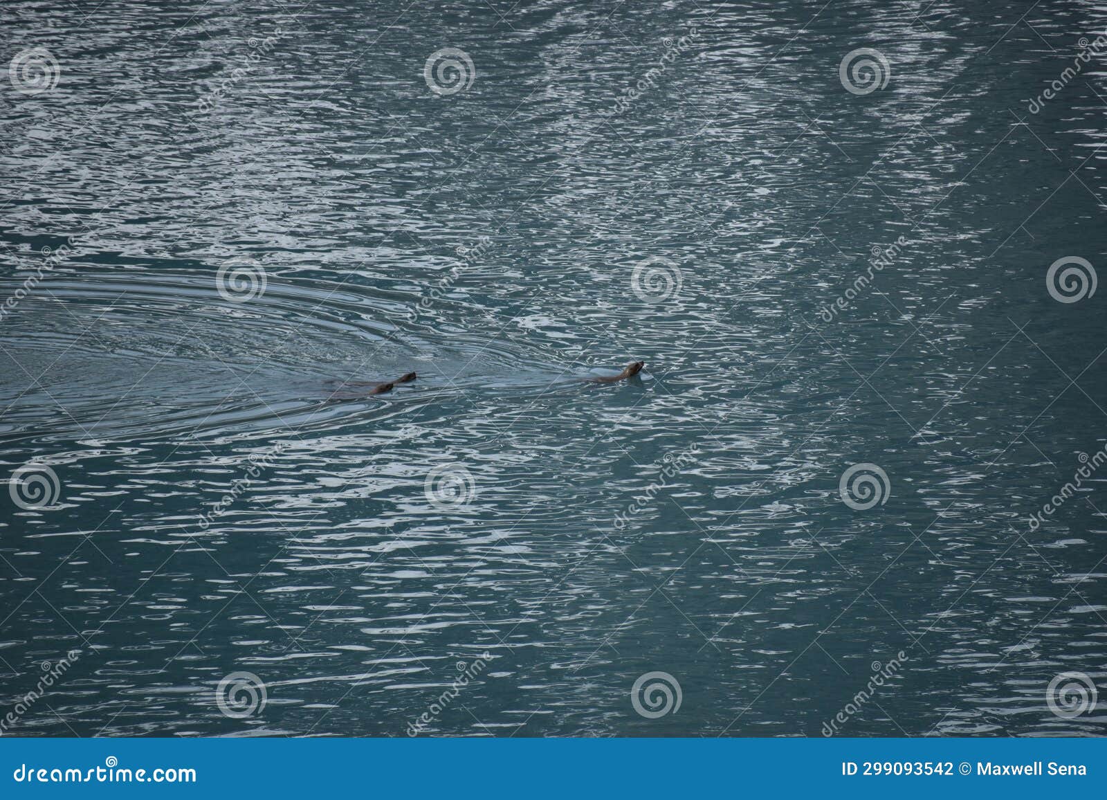 Seals swimming in Ocean stock photo. Image of reflection - 299093542