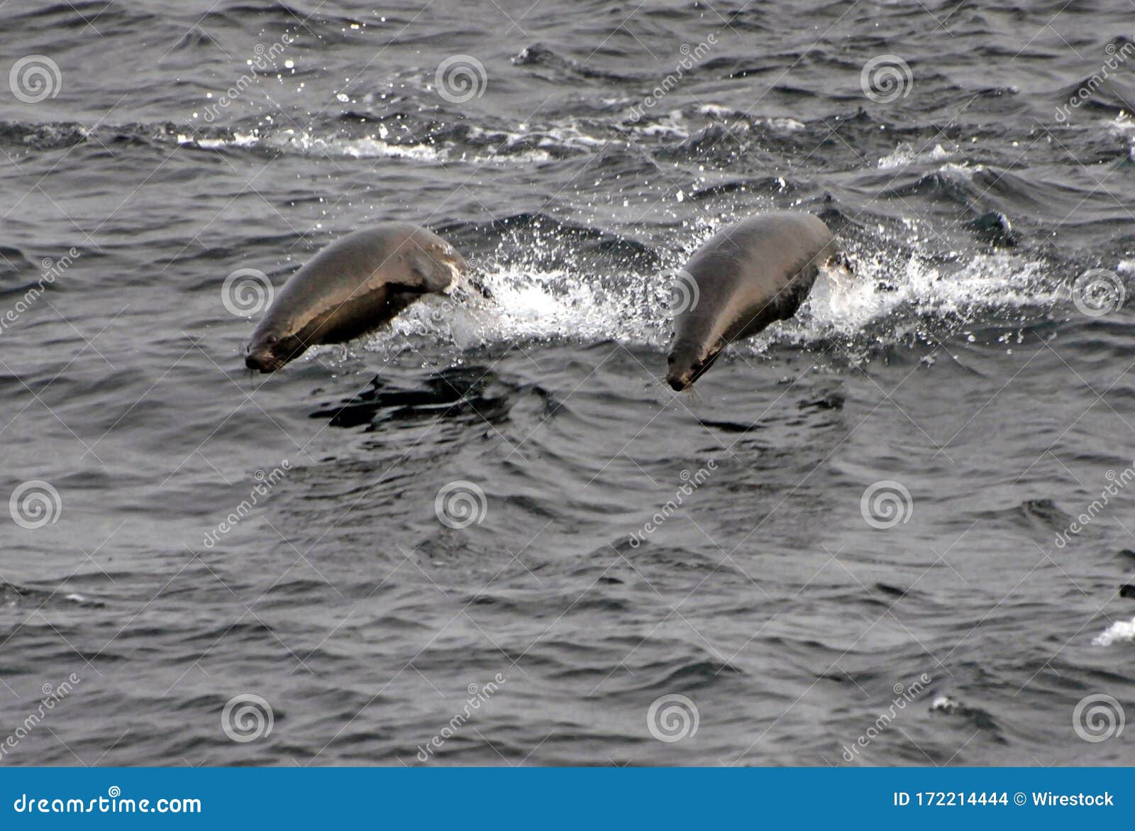 Seals Swimming Together in the Water Stock Photo - Image of head ...