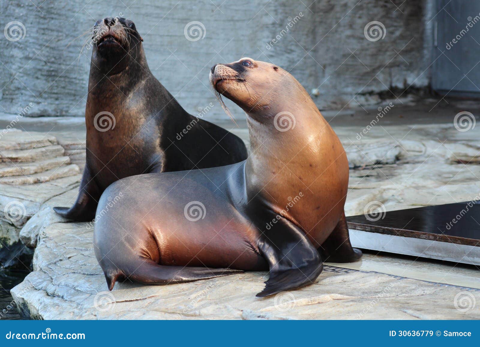 Seals stock image. Image of austria, wien, park, seal - 30636779