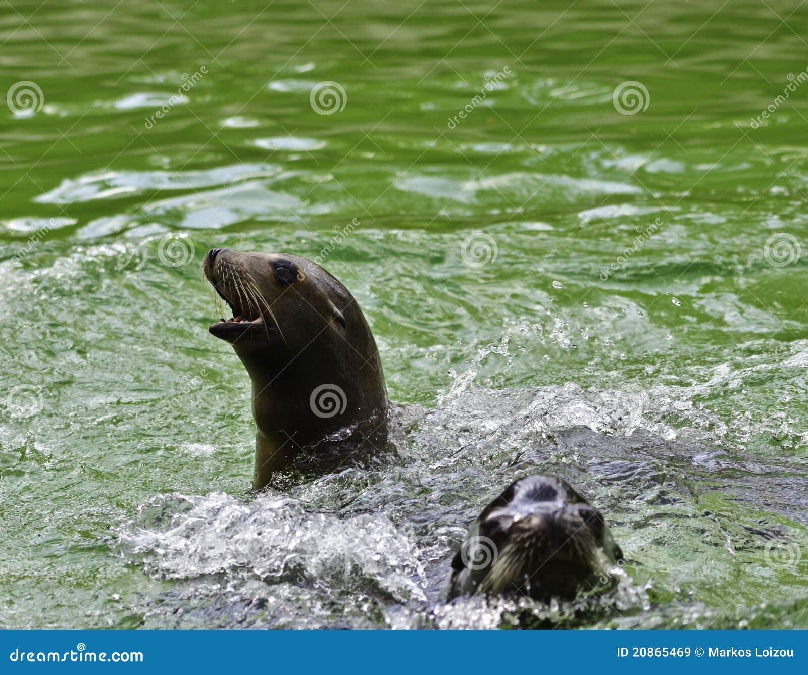 Seals in water stock image. Image of green, open, mouth - 20865469