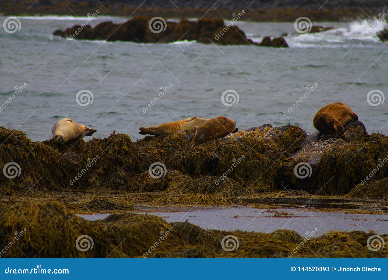 Seals at beach, Iceland stock image. Image of arnarstapi - 144520893
