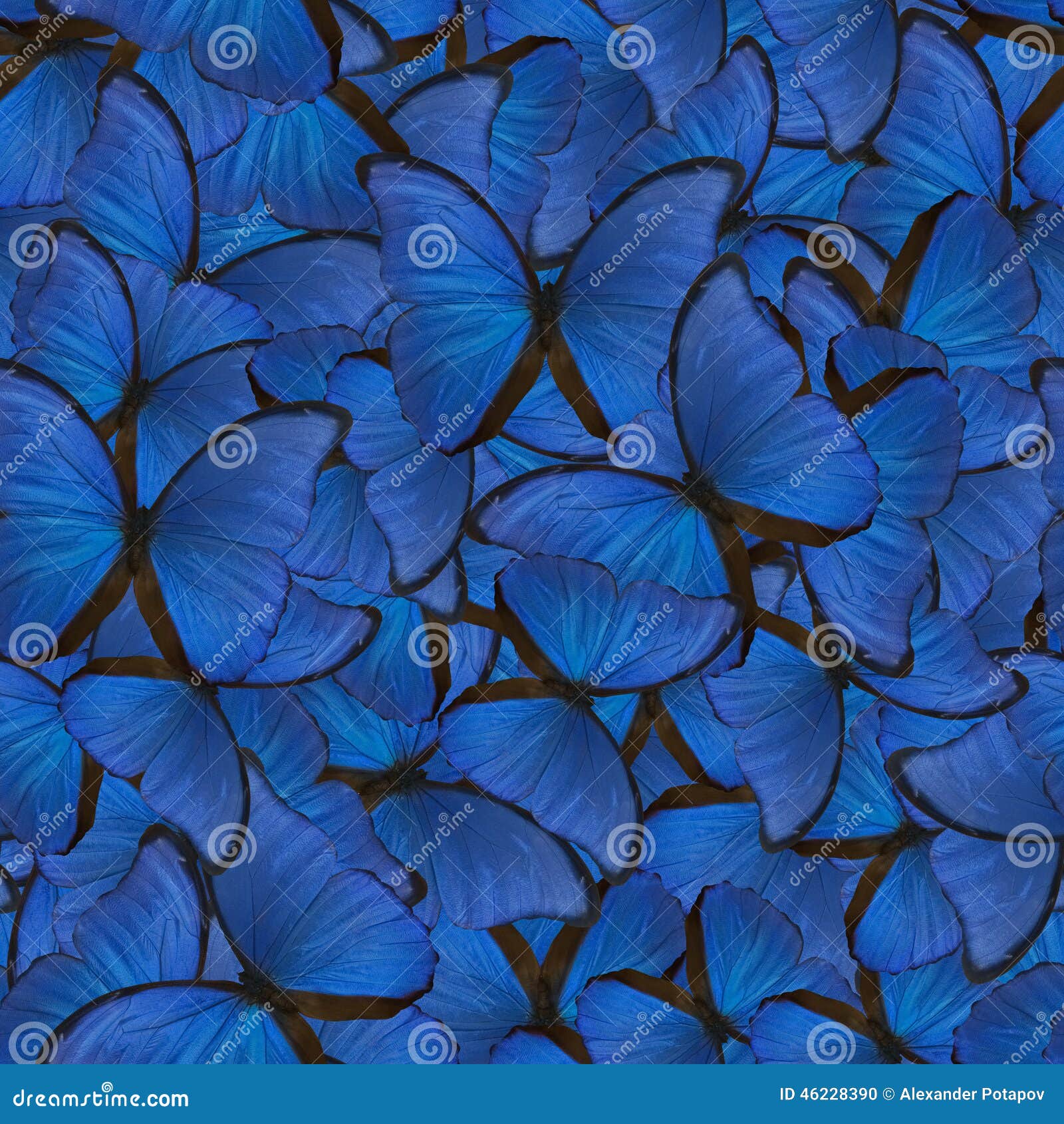 Seamless Background from Blue Morpho Stock Photo - Image of animal ...