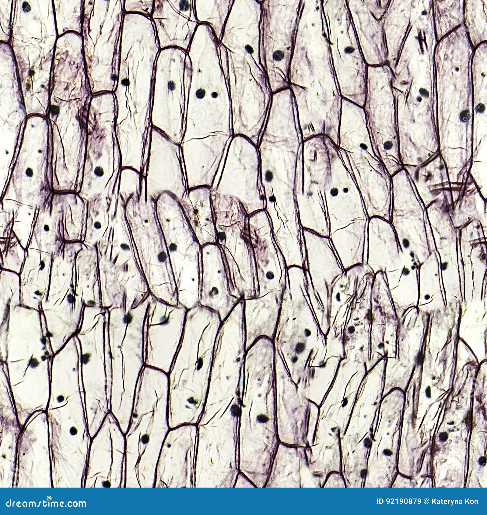 Micrograph Of Onion Epidermal Cells Royalty-Free Stock Photo ...
