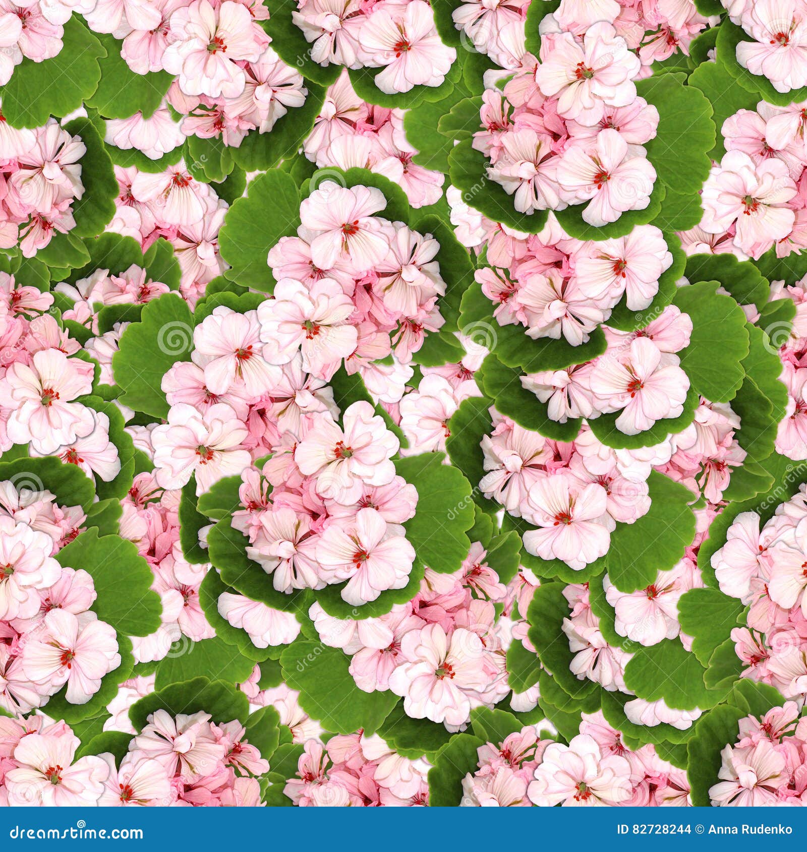 Seamless Background Pattern Texture Made of Geranium Stock Photo ...