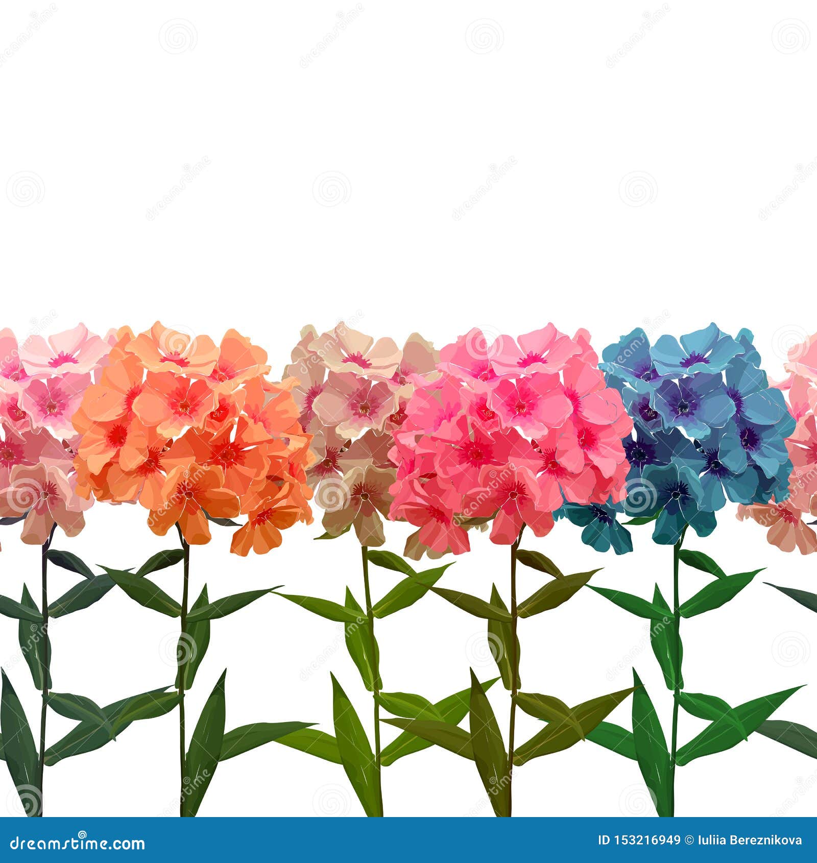 Pink Phlox Flowers With Green Leaves. Isolated Phlox Illustration ...