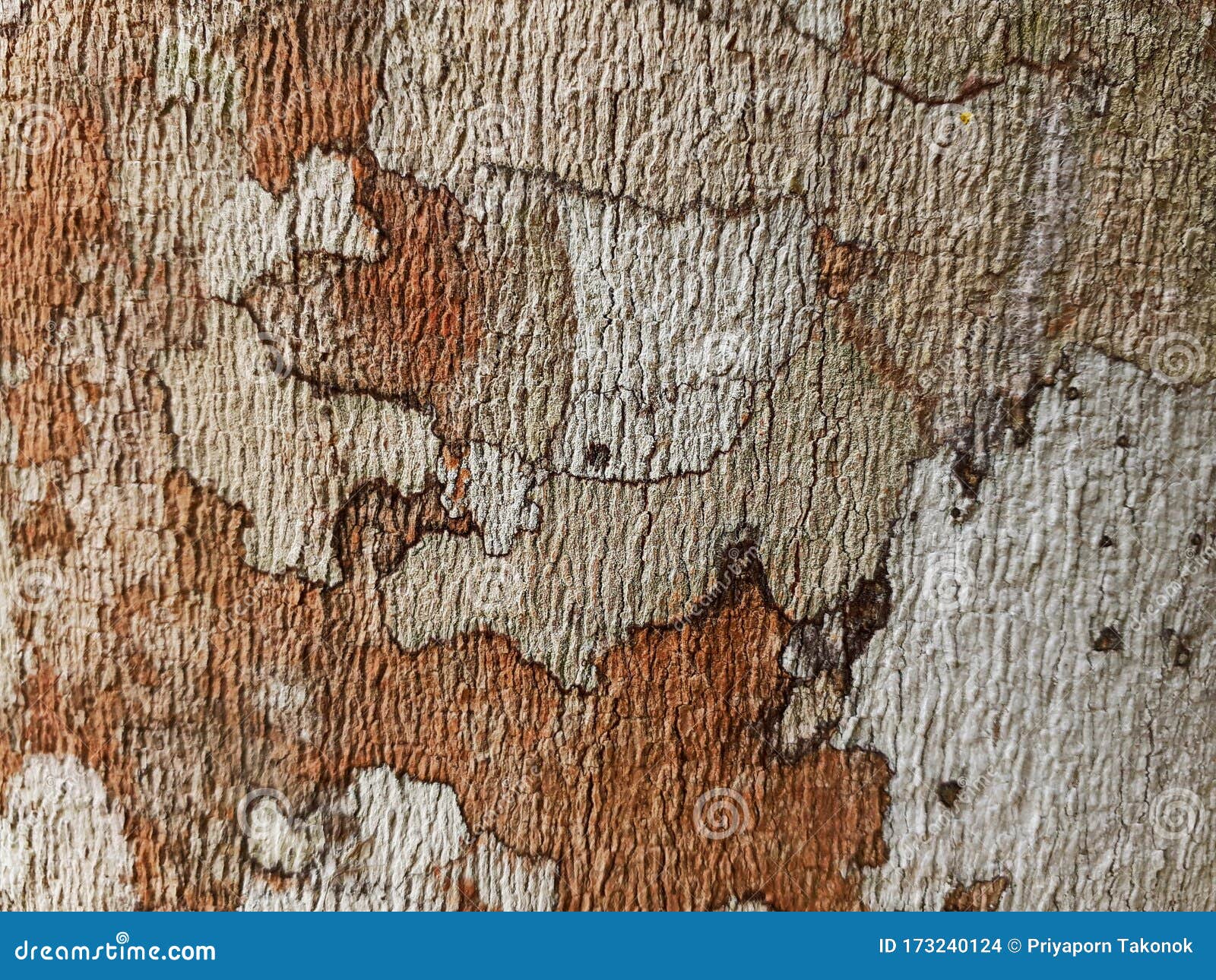 Seamless Bark of a Large Tree, with Beautiful Patterns. Stock Photo ...