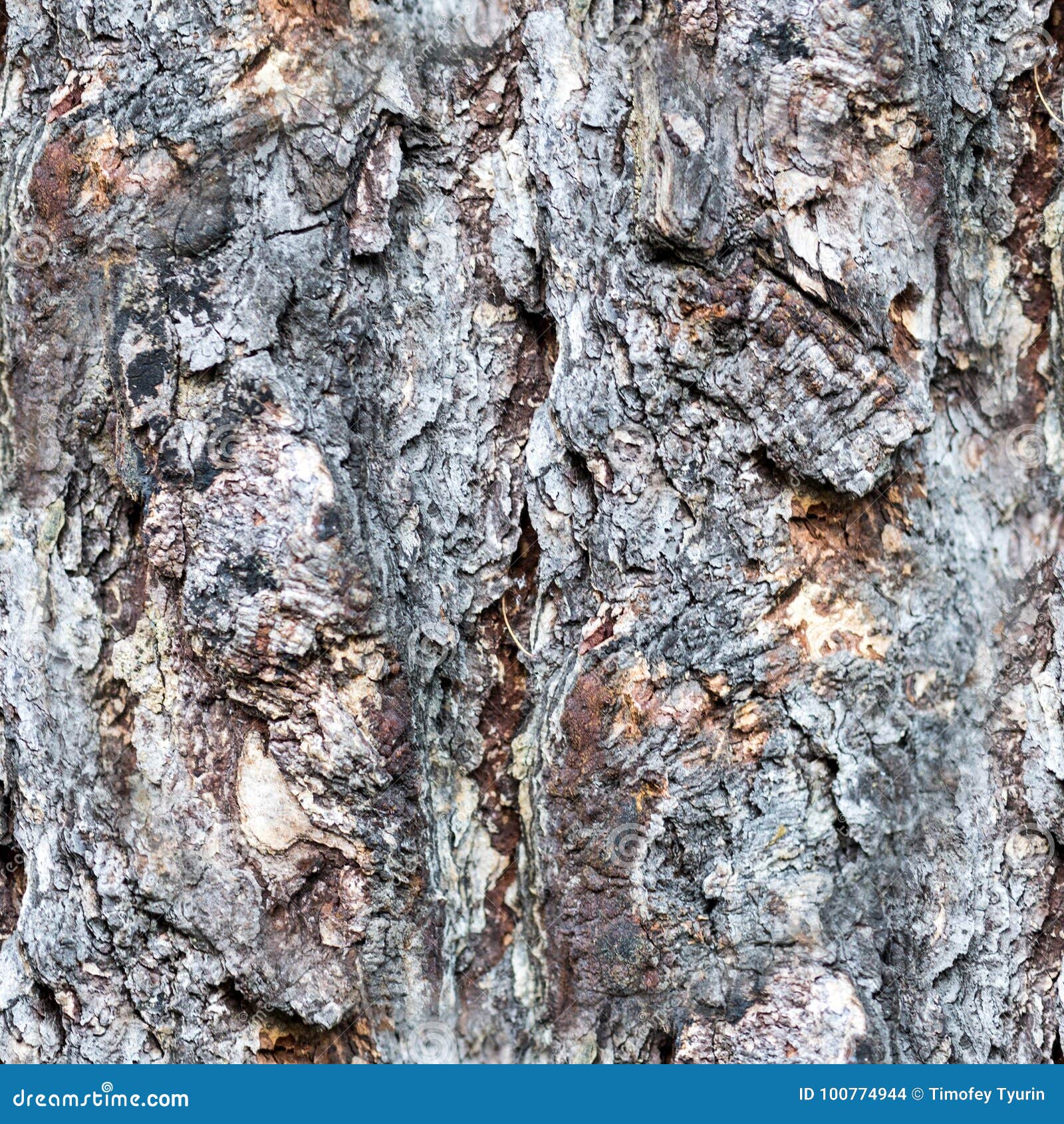 Seamless Trunk Tree Texture Stock Image | CartoonDealer.com #54244969