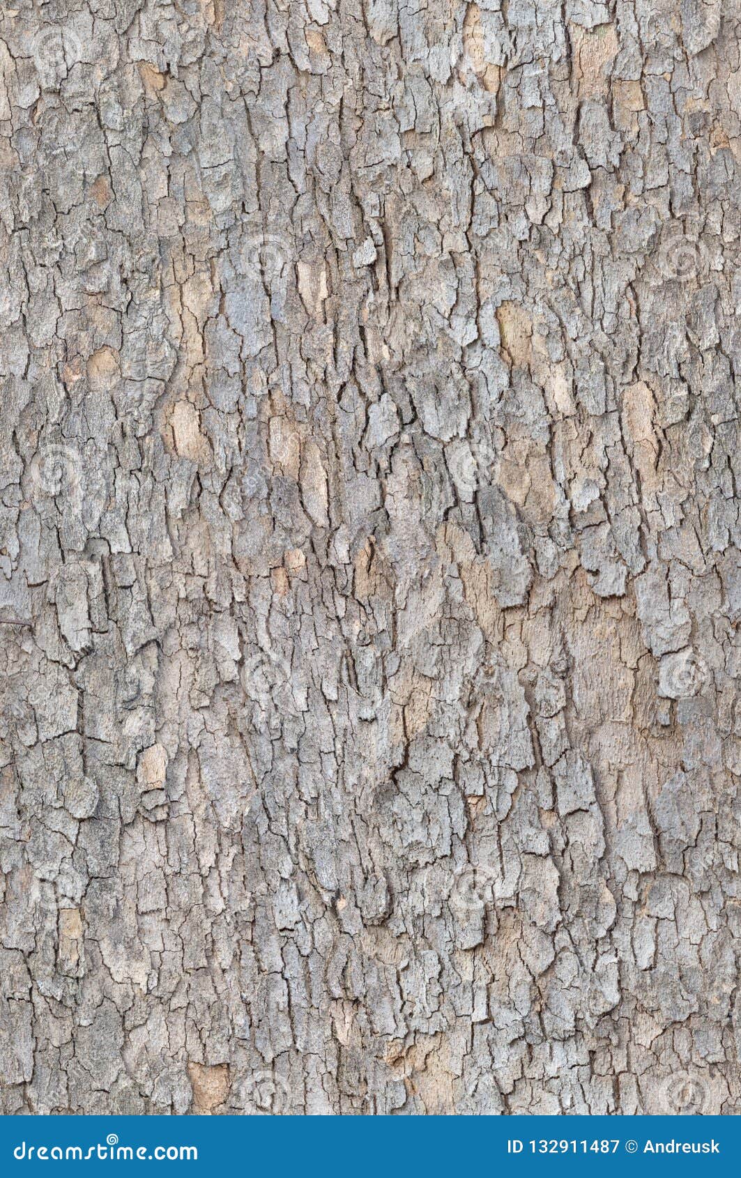 Seamless bark tree texture stock image. Image of tileable - 132911487