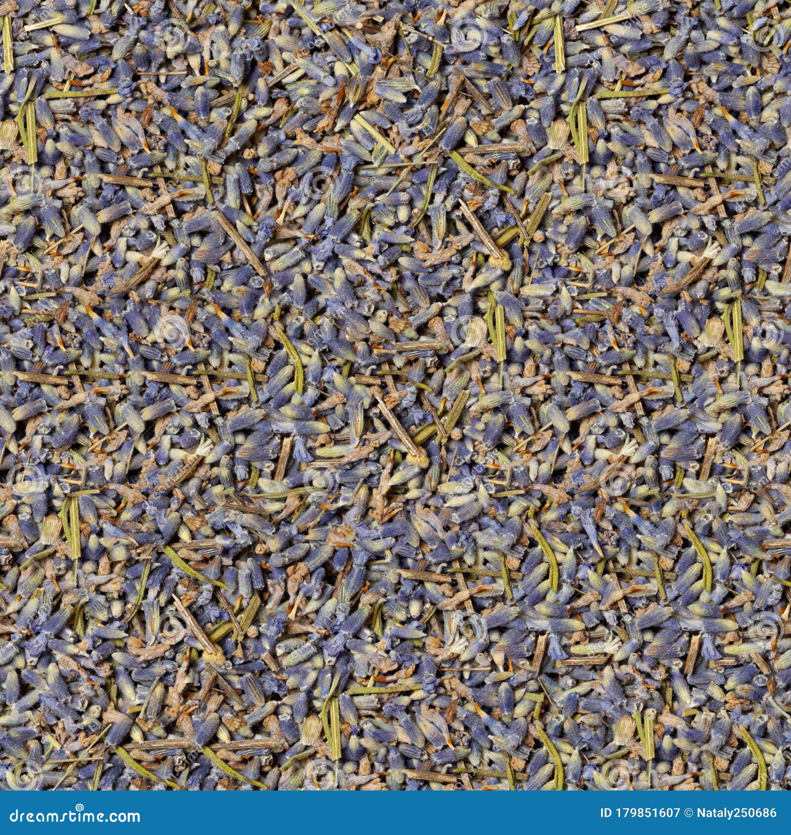 Seamless Blue Lavender Flowers Texture Stock Image - Image of ...