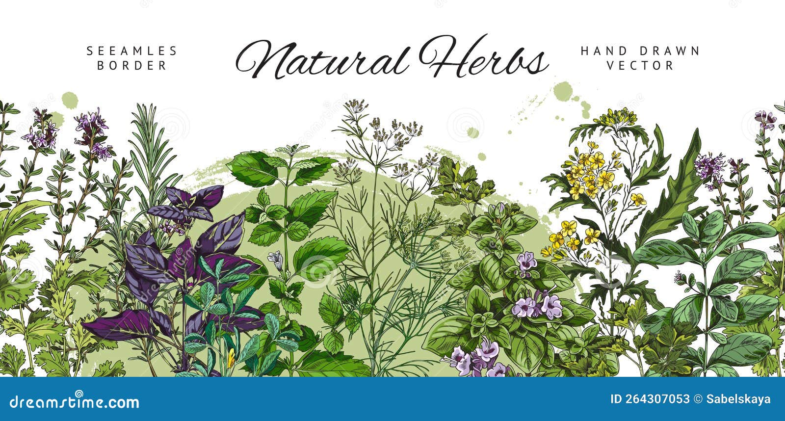 Seamless Border Design with Culinary Herbs Vector Illustration Isolated ... Seamless Border Design with Culinary Herbs Vector Illustration Isolated ...