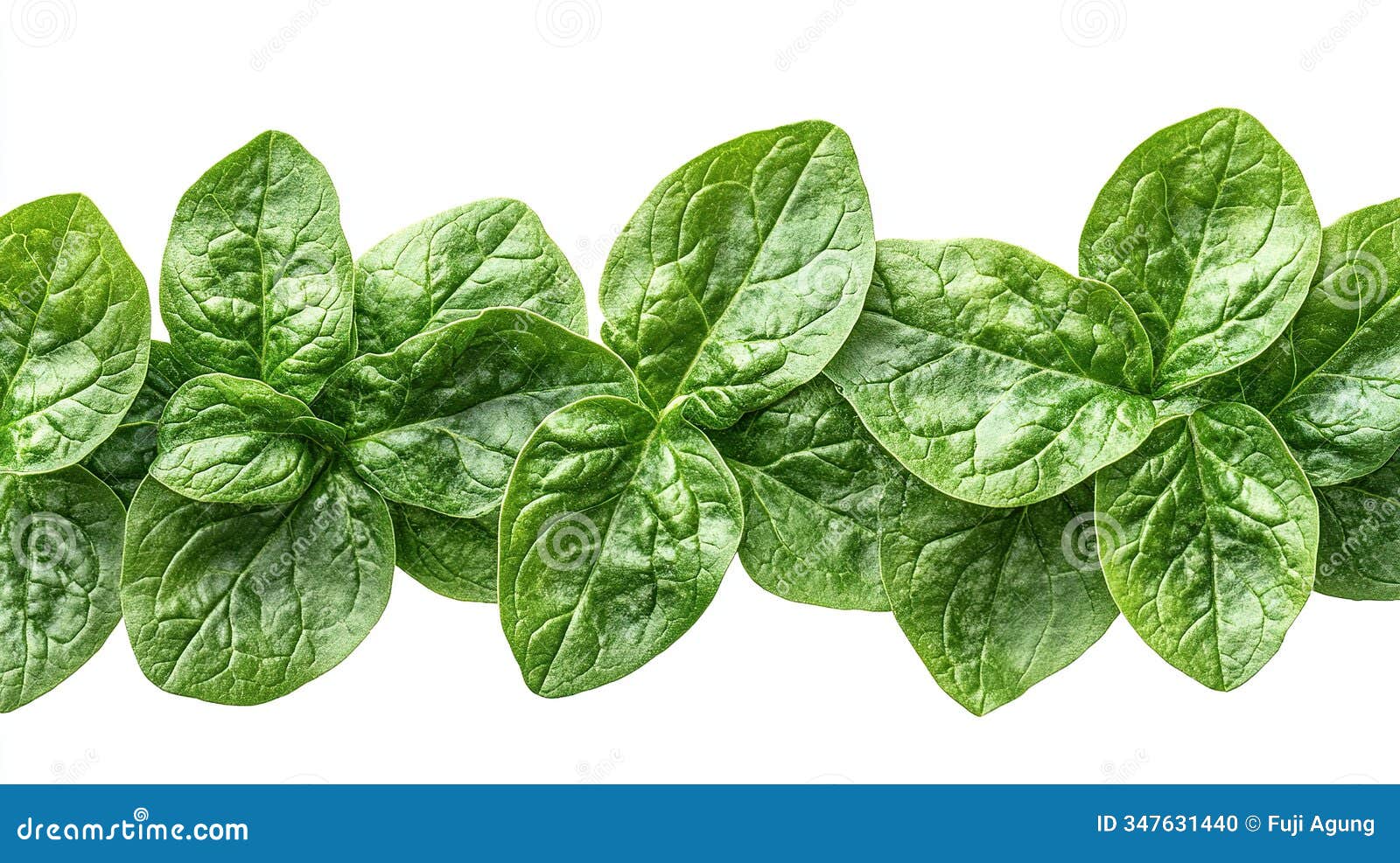 Seamless Border of Fresh Spinach Leaves Isolated on White Background ...