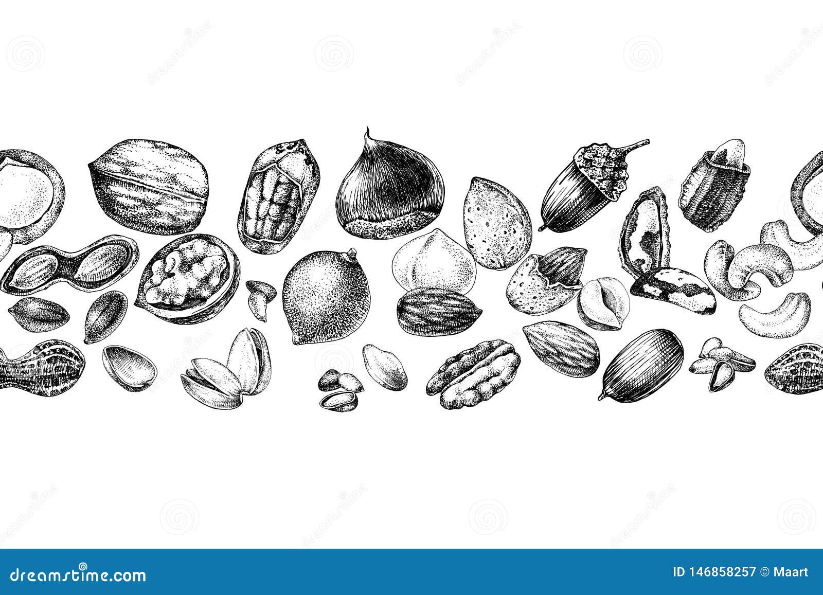 Seamless Border with Hand Drawn Edible Nuts Stock Vector - Illustration ...