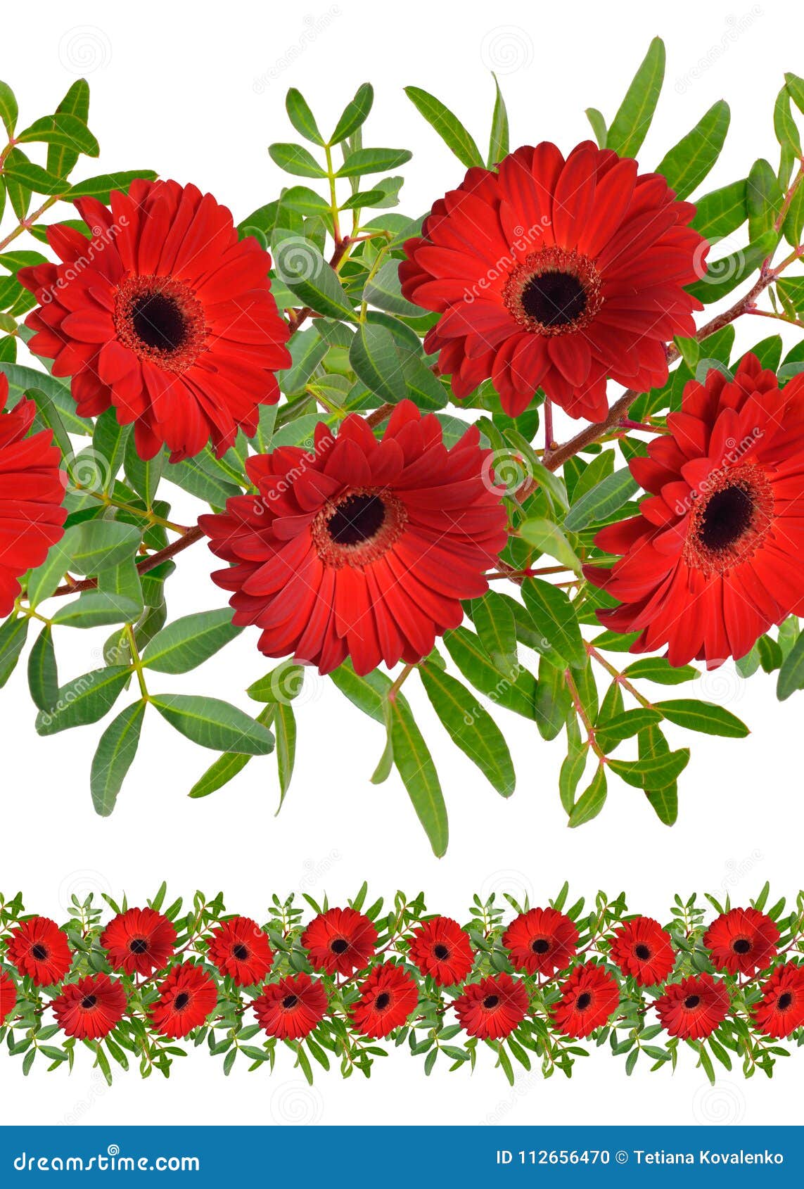 Seamless Border with Red Gerbera Flowers. Isolated Stock Photo - Image ...