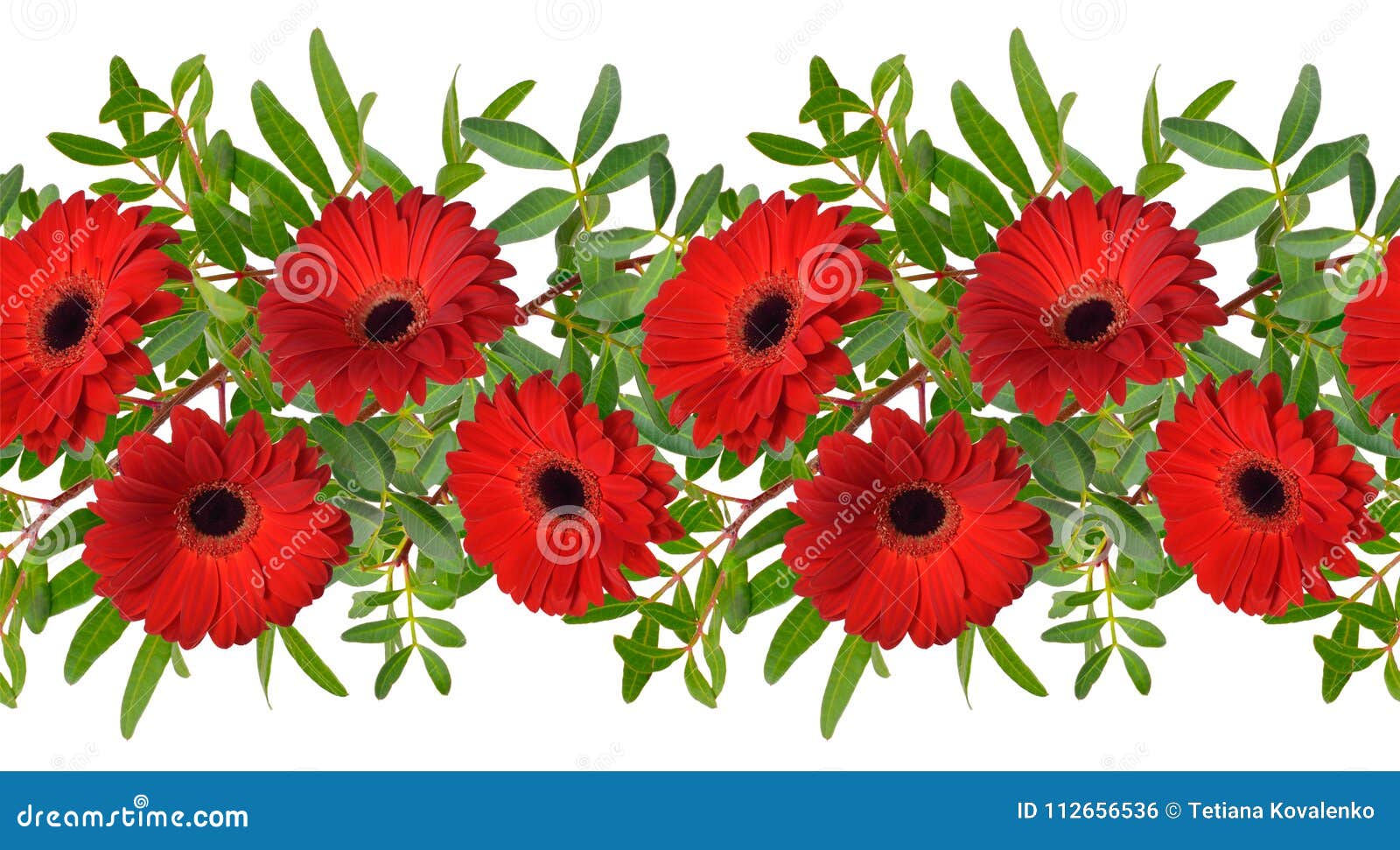 Seamless Border with Red Gerbera Flowers. Isolated Stock Illustration ...