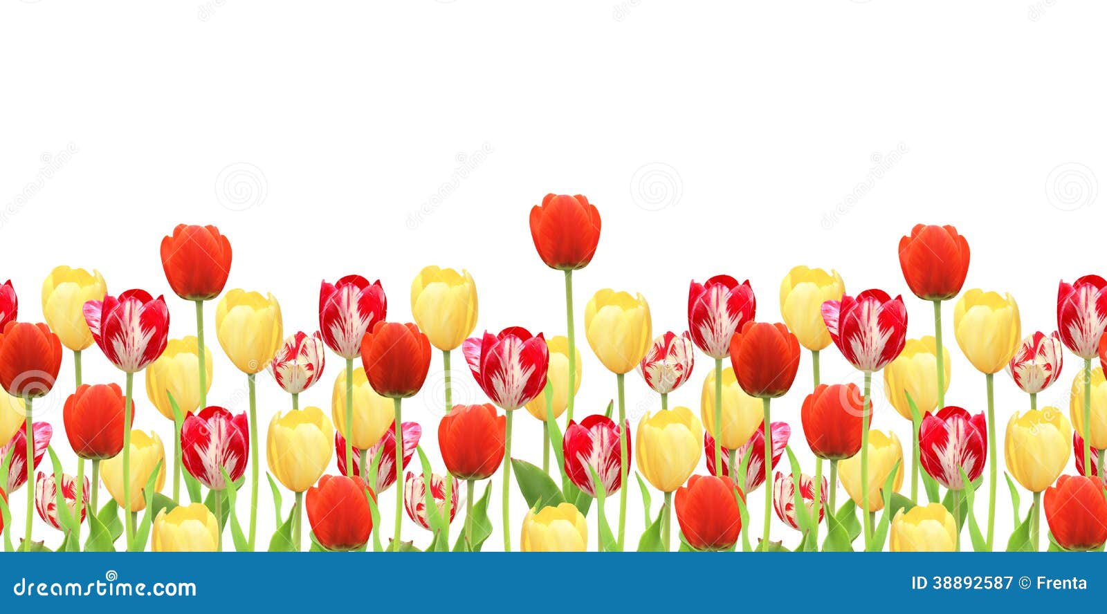 Seamless Border with Tulips Stock Image - Image of plant, seamless ...