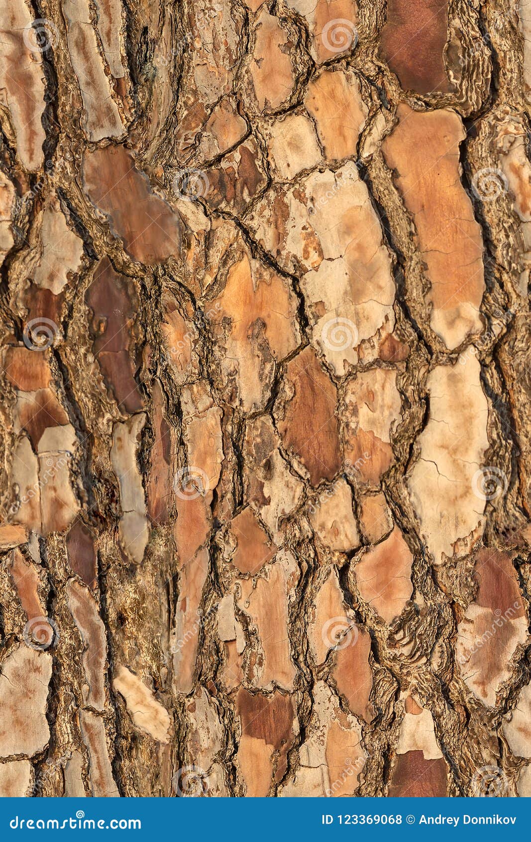 3,210 Pine Tree Bark Seamless Texture Photos - Free & Royalty-Free ...