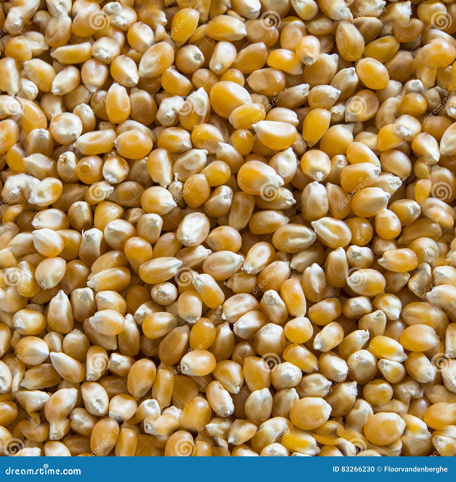 Seamless Corn Kernels Texture Stock Photo - Image of backdrop, food ...