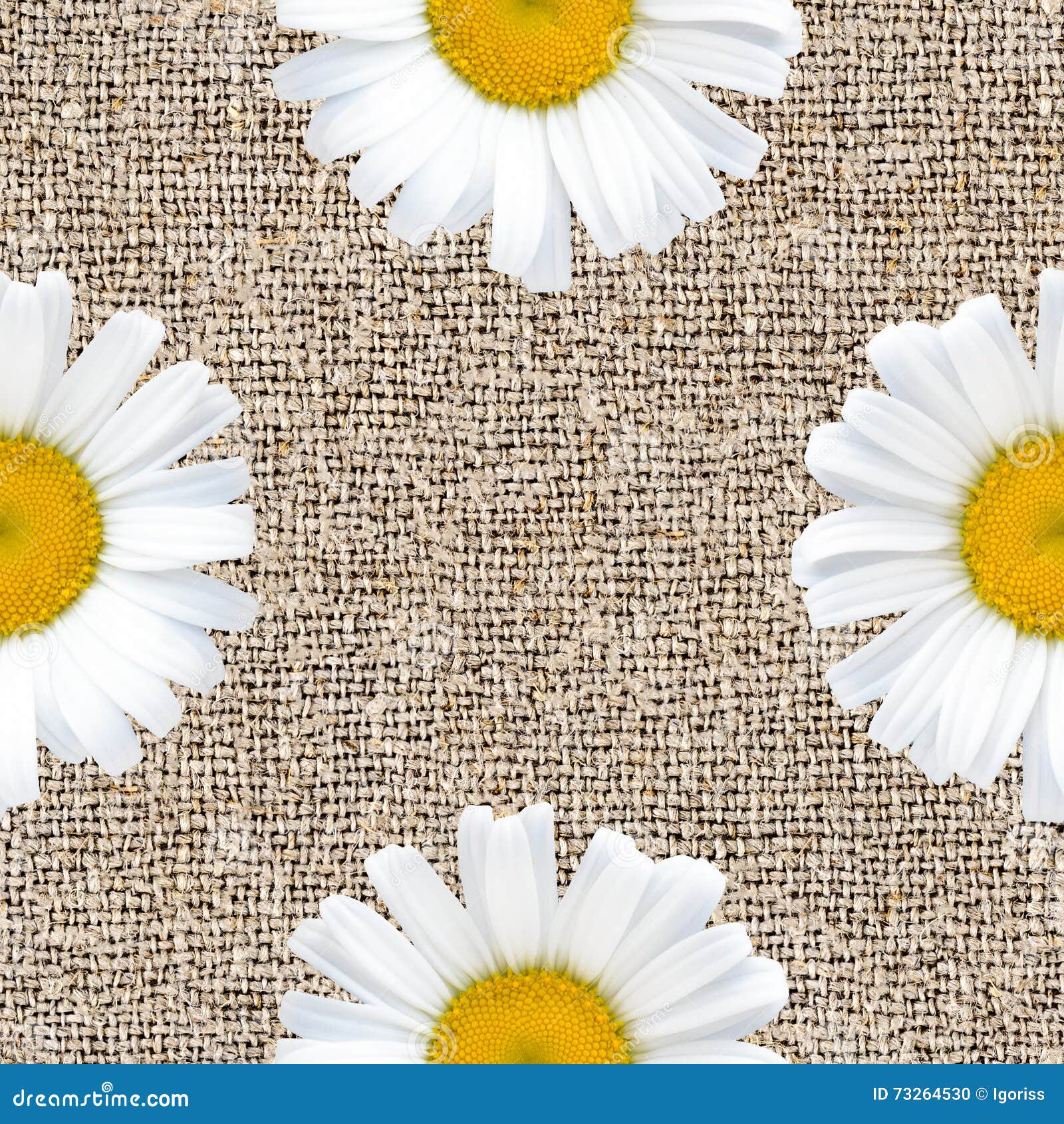 Seamless Daisy Background Stock Photos - Royalty Free Pictures